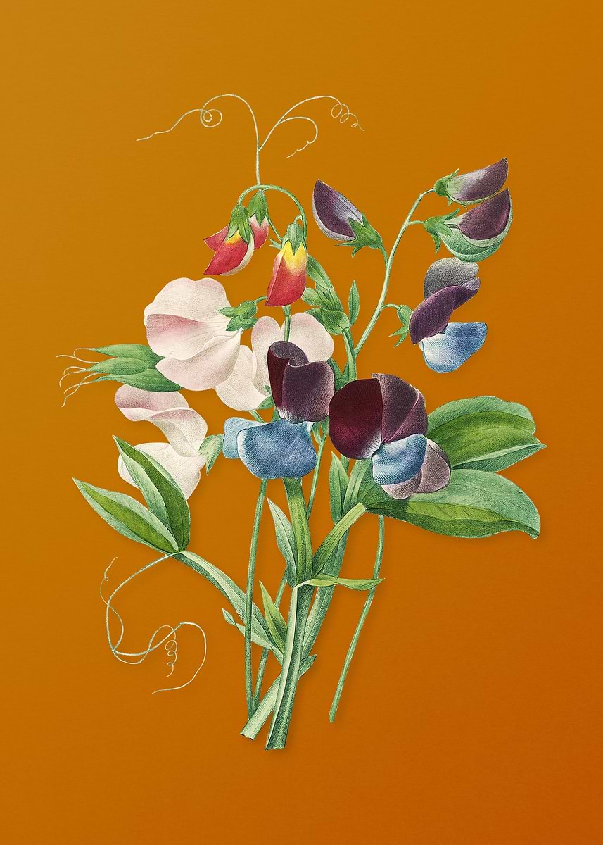 'Vintage Sweet Pea Flower' Poster, picture, metal print, paint by Holy ...