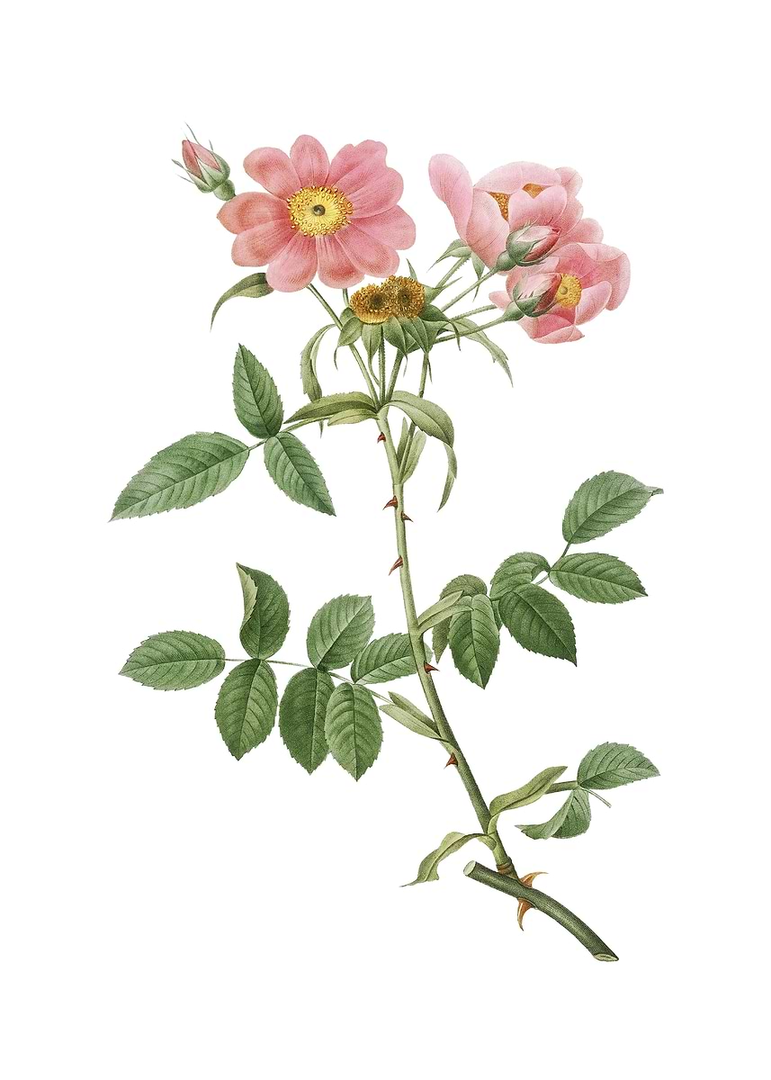 'Lady Monson Rose Bloom' Poster, picture, metal print, paint by Holy ...