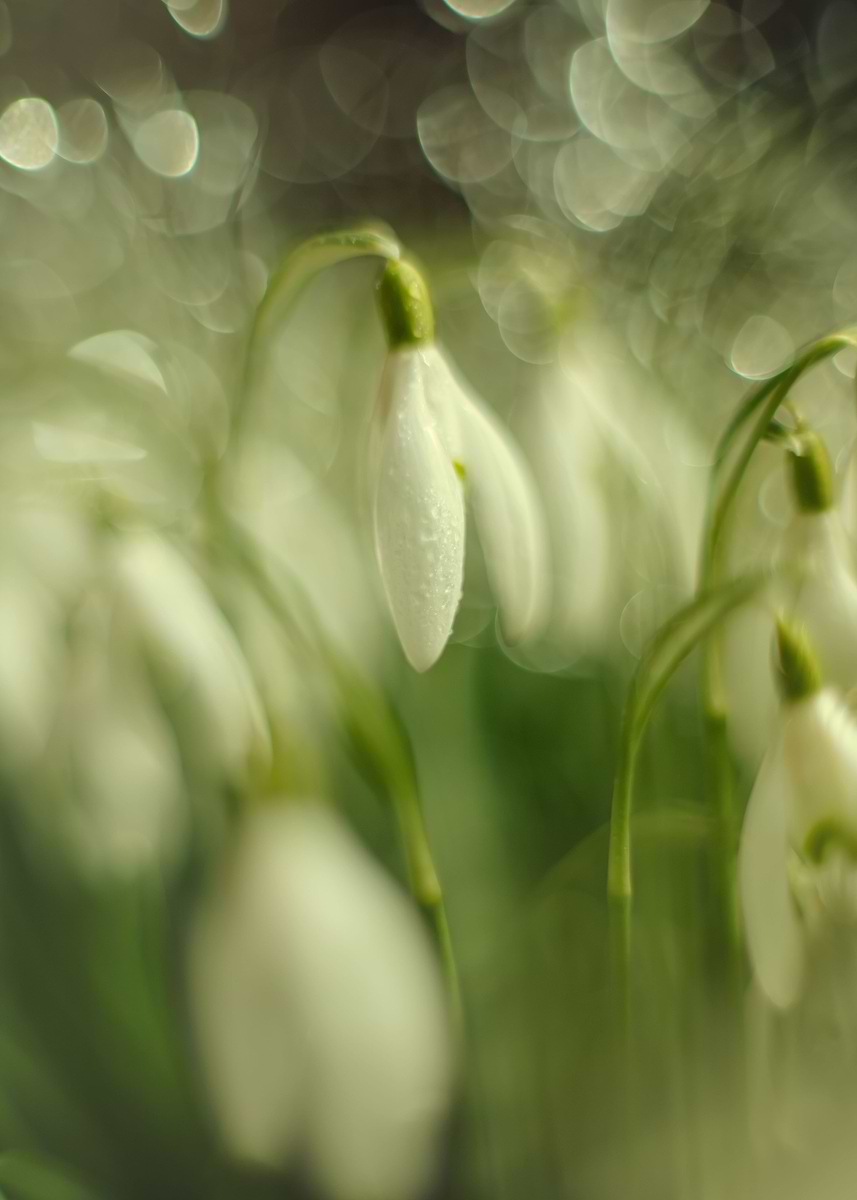 'White snowdrops flowers' Poster, picture, metal print, paint by ...