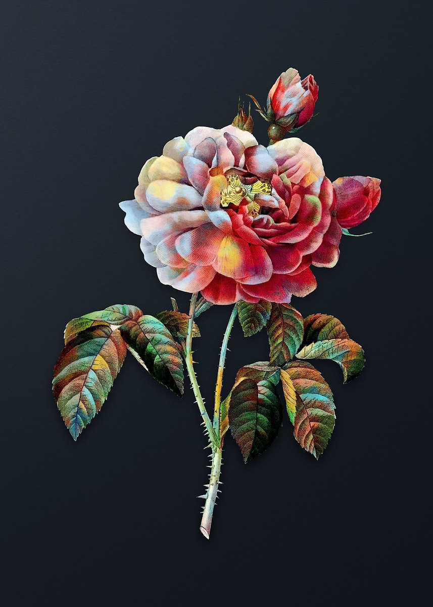 'Vintage Gallic Rose Flower' Poster, picture, metal print, paint by ...