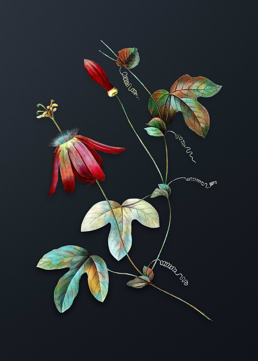 'Vintage Red Passion Flower' Poster, picture, metal print, paint by ...