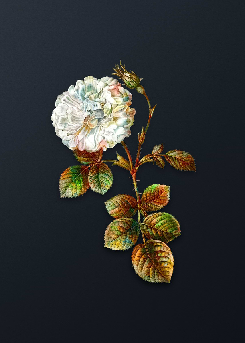'Vintage White Rose of York' Poster, picture, metal print, paint by ...