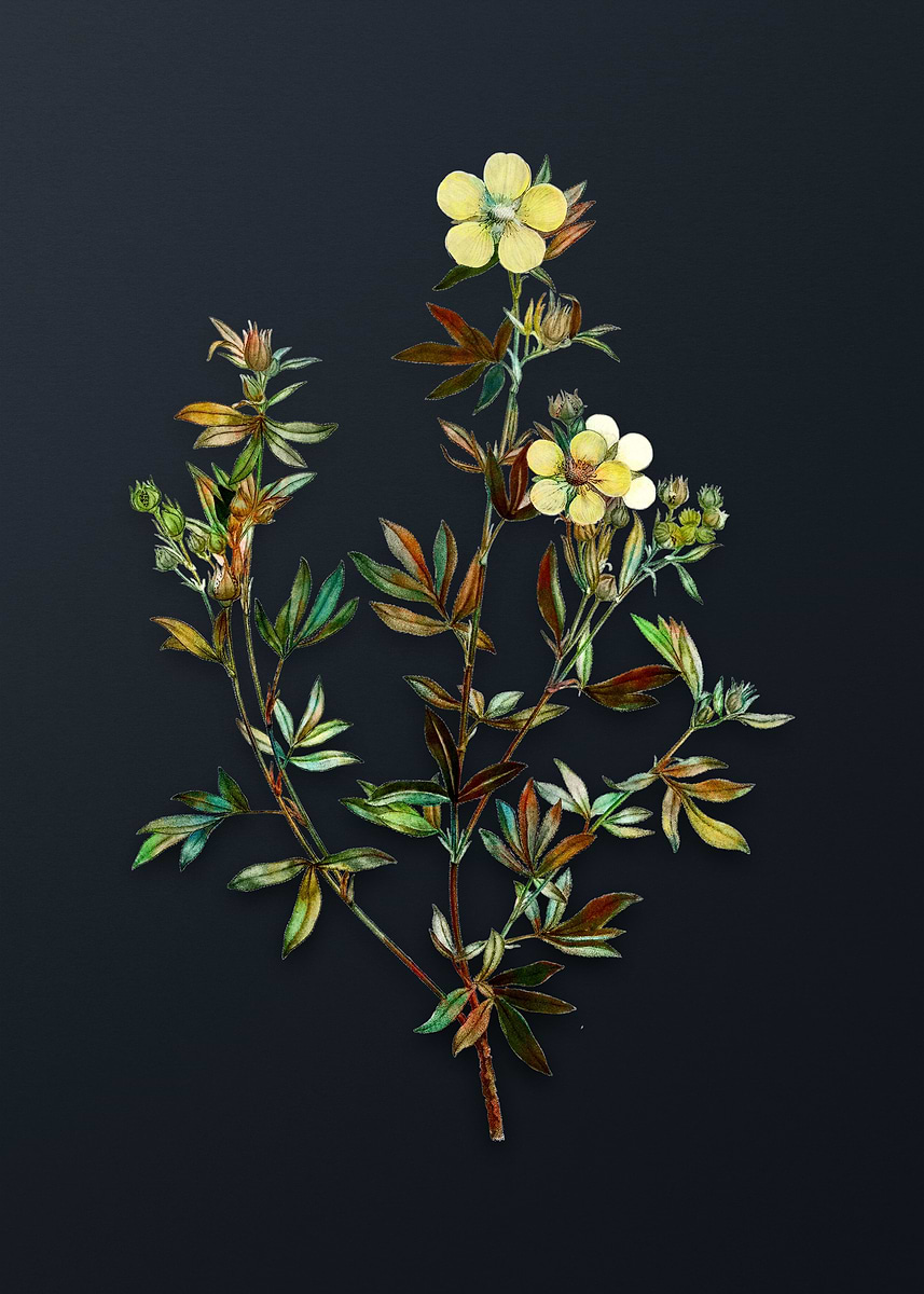 'Yellow Buttercup Flowers' Poster, picture, metal print, paint by Holy ...