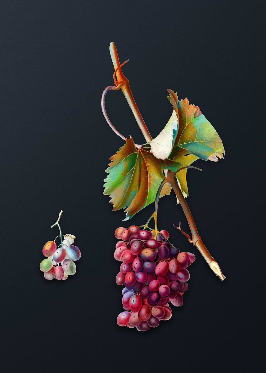 'Vintage Grape Barbarossa' Poster, picture, metal print, paint by Holy ...