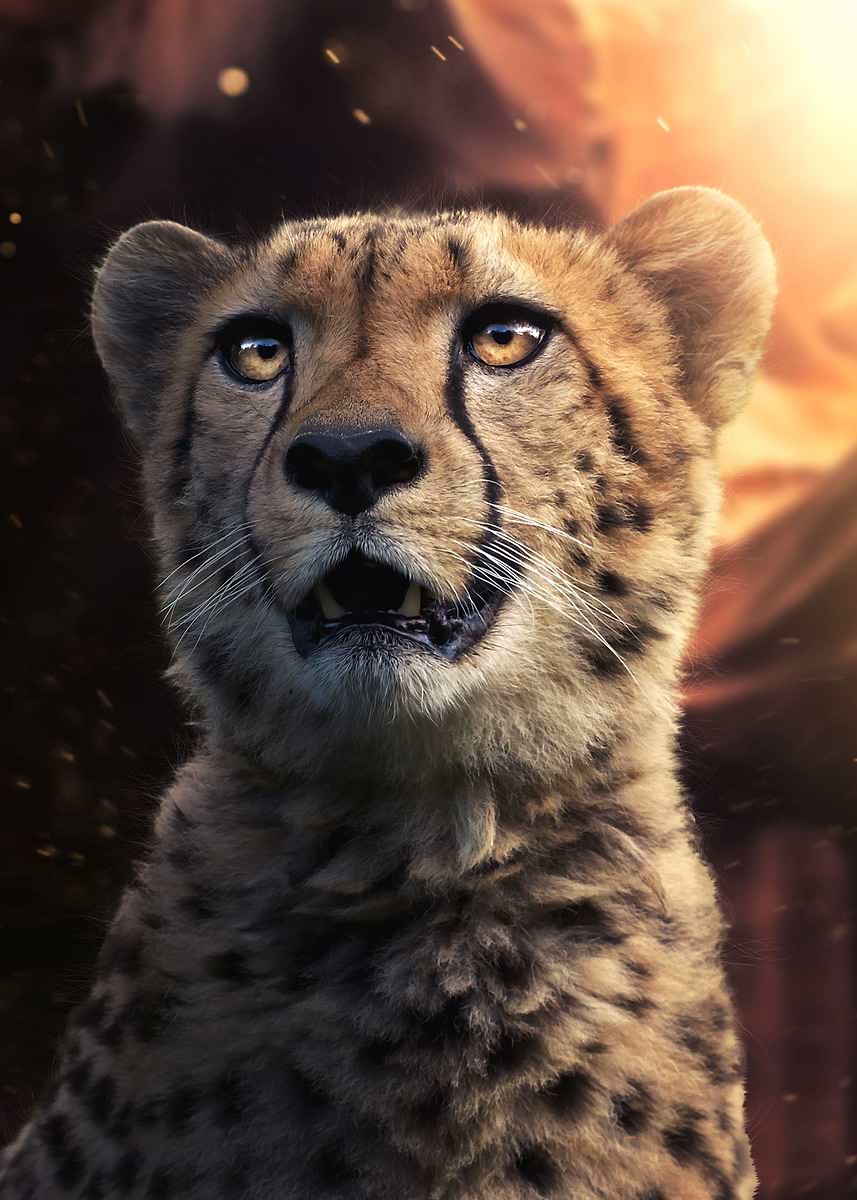 'Cheetah Magic' Poster, picture, metal print, paint by Zenz | Displate