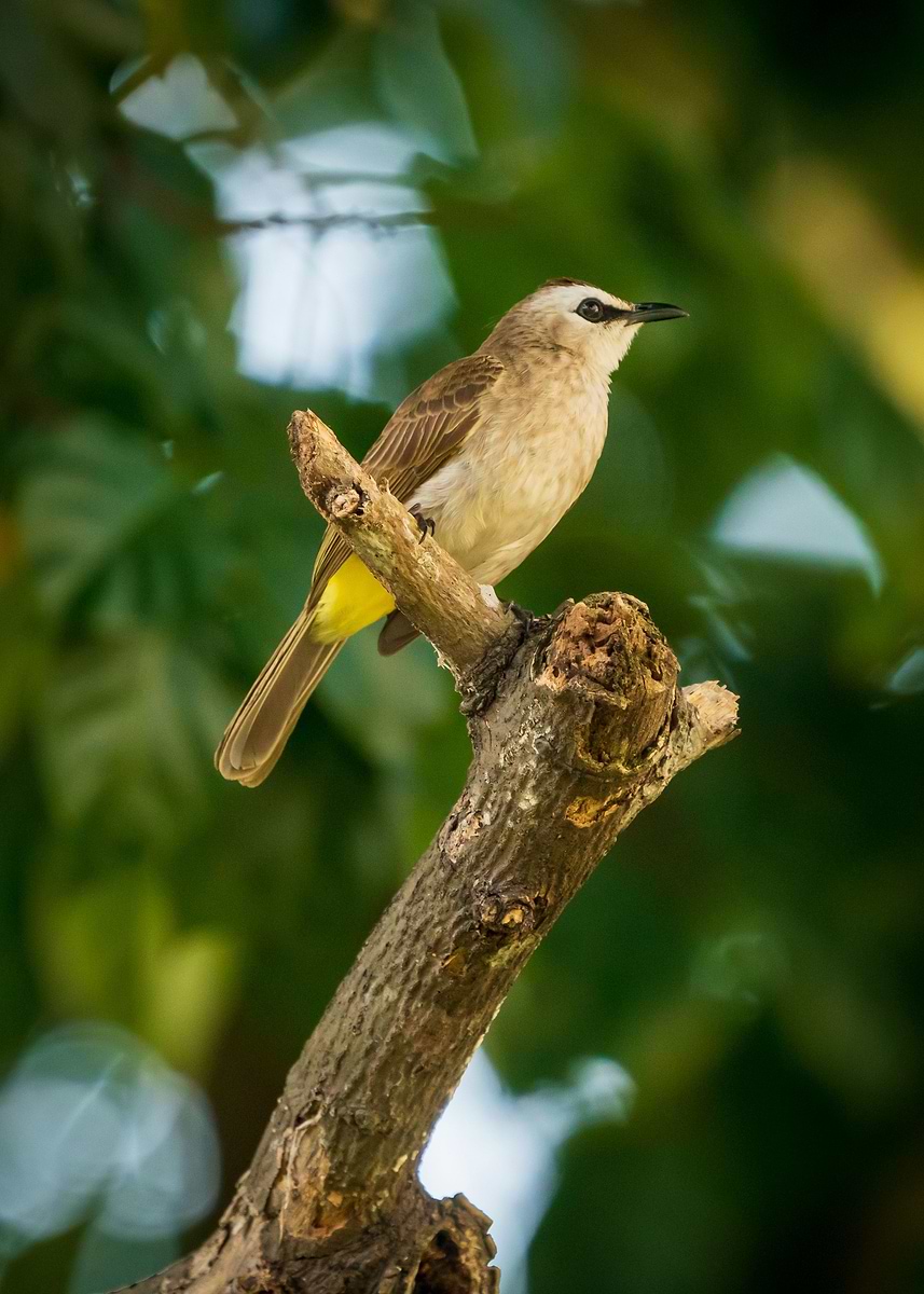 'Yellow vented Bulbul' Poster, picture, metal print, paint by ...