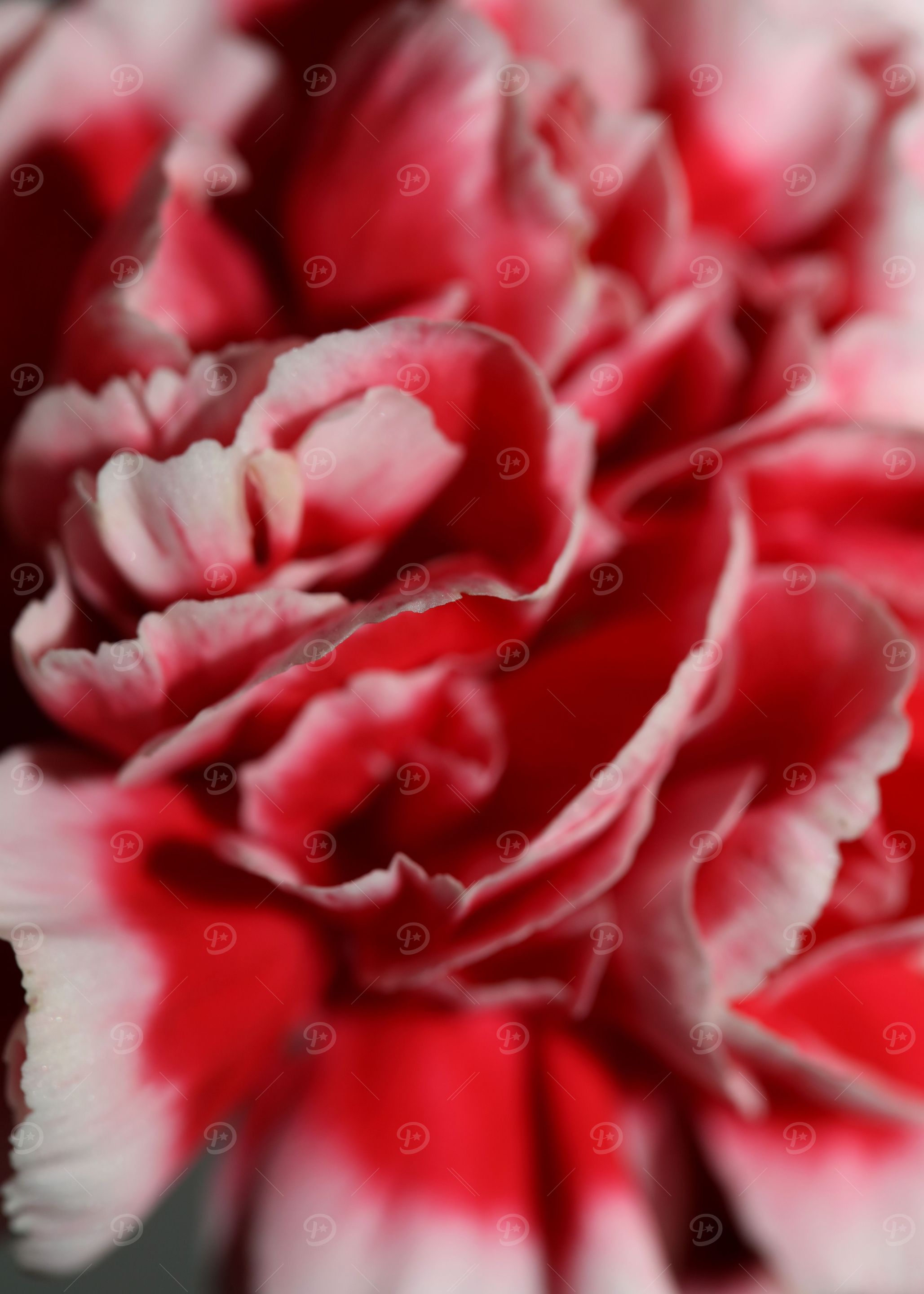 'Dianthus flower blossoming' Poster, picture, metal print, paint by ...
