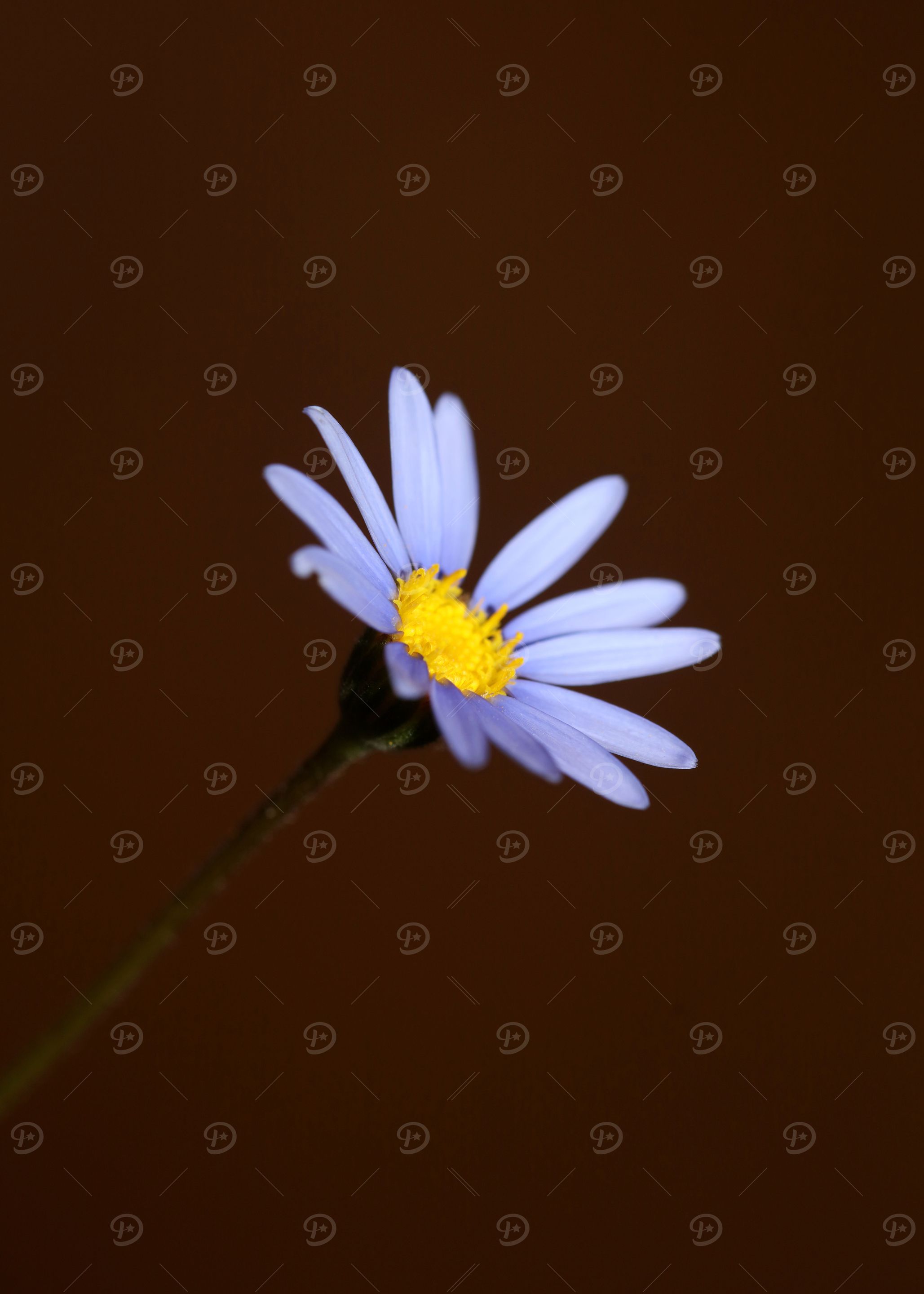 'Blue star flower blossom' Poster, picture, metal print, paint by ...