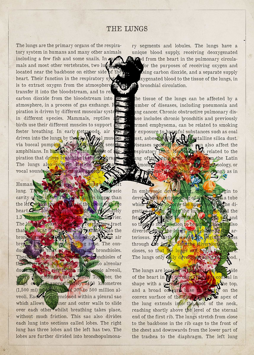 'Human Lungs Anatomy' Poster, picture, metal print, paint by Aged Pixel ...