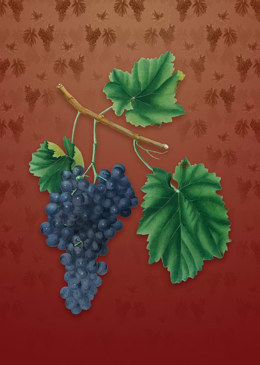 'Vintage Lacrima Grapes' Poster, picture, metal print, paint by Holy ...
