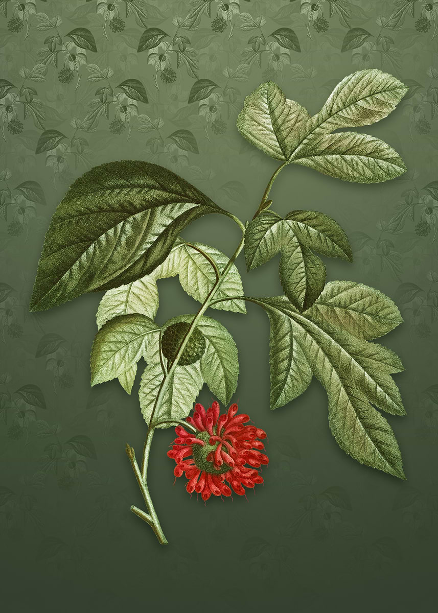 'Paper Mulberry Flower' Poster, picture, metal print, paint by Holy ...