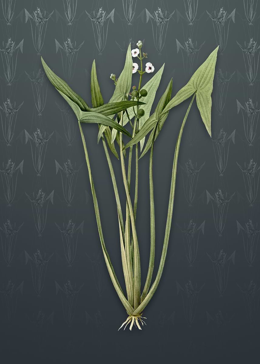 'Arrowhead on Slate Gray' Poster, picture, metal print, paint by Holy ...
