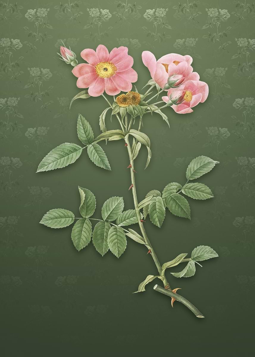 'Lady Monson Rose Bloom' Poster, picture, metal print, paint by Holy ...
