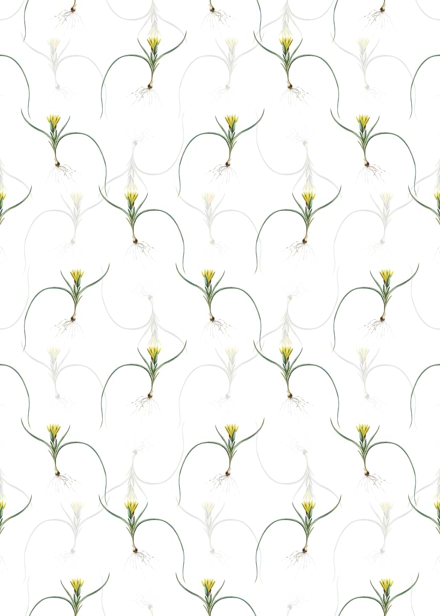 'White Ixia Recurva Pattern' Poster, picture, metal print, paint by ...