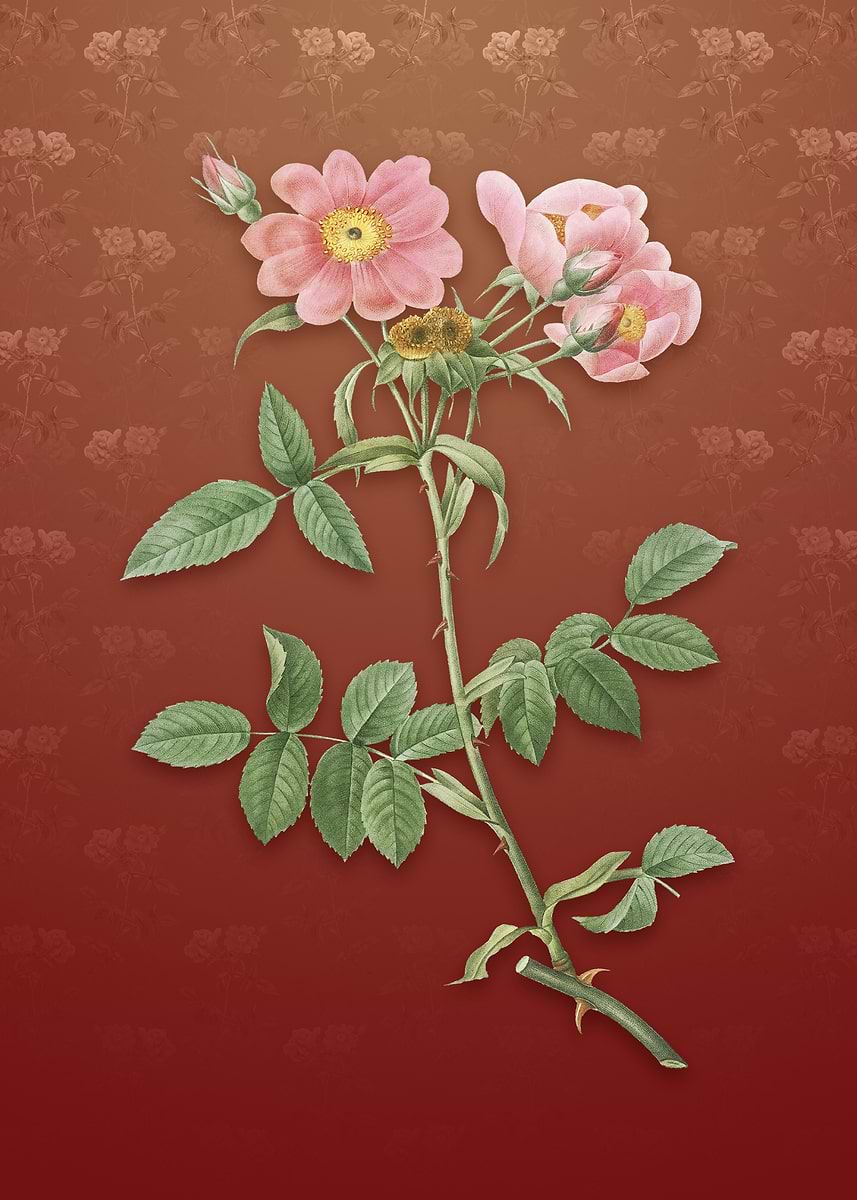 'Lady Monson Rose Bloom' Poster, picture, metal print, paint by Holy ...