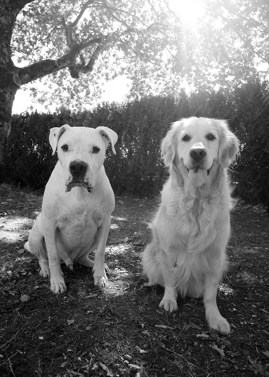 'NayaMaiko' Poster, picture, metal print, paint by Robin MARCHAND ...