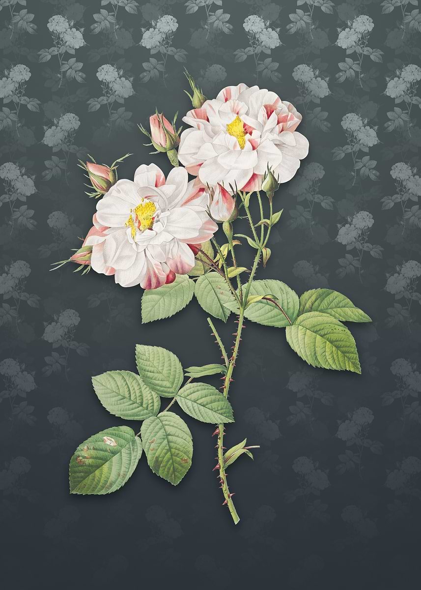 'Vintage White Damask Rose' Poster, picture, metal print, paint by Holy ...