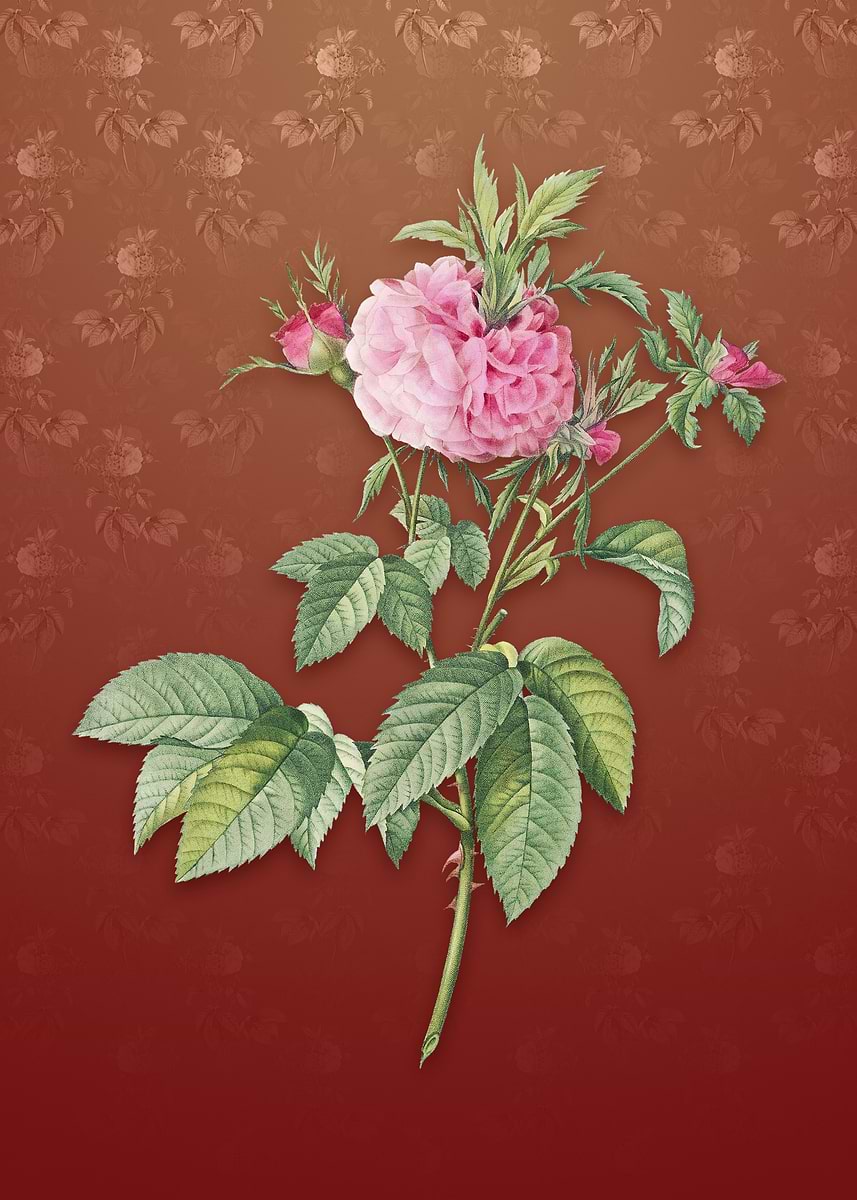 'Vintage Pink Agatha Rose' Poster, picture, metal print, paint by Holy ...