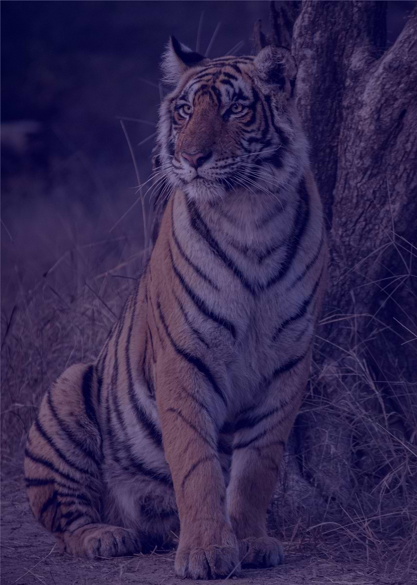 'poster star tiger' Poster, picture, metal print, paint by waskat us ...