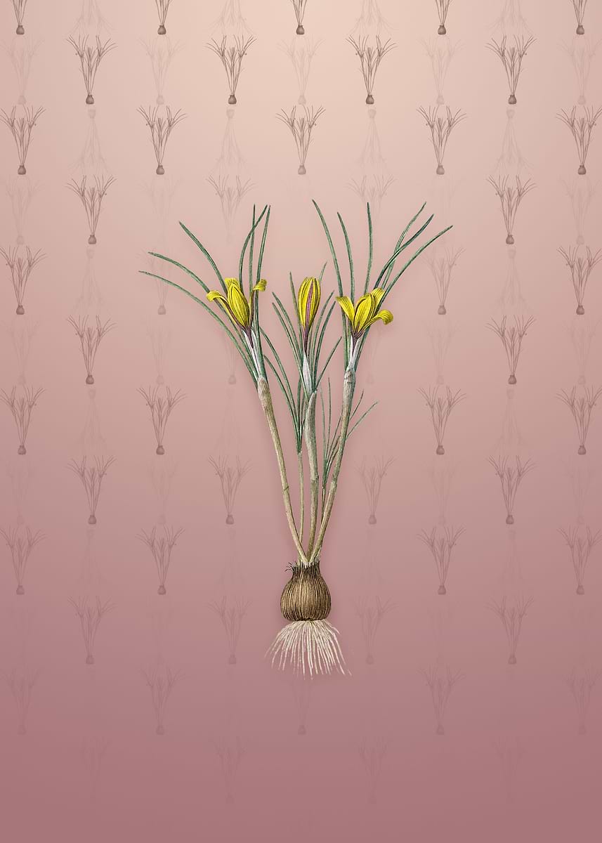 'Cloth of Gold Crocus' Poster, picture, metal print, paint by Holy Rock ...