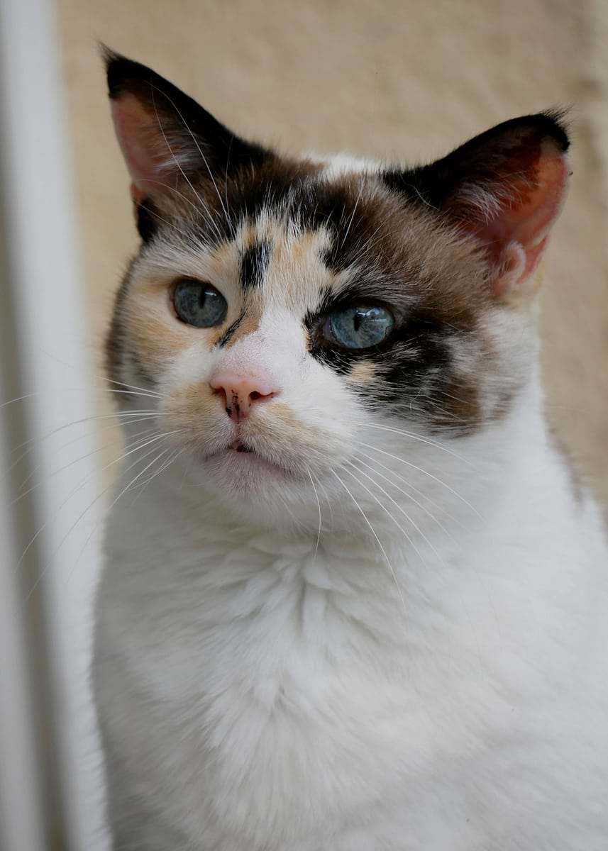 'Lily' Poster, picture, metal print, paint by Robin MARCHAND | Displate