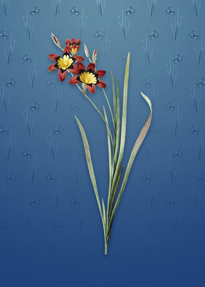 'Vintage Ixia Tricolor' Poster, picture, metal print, paint by Holy ...