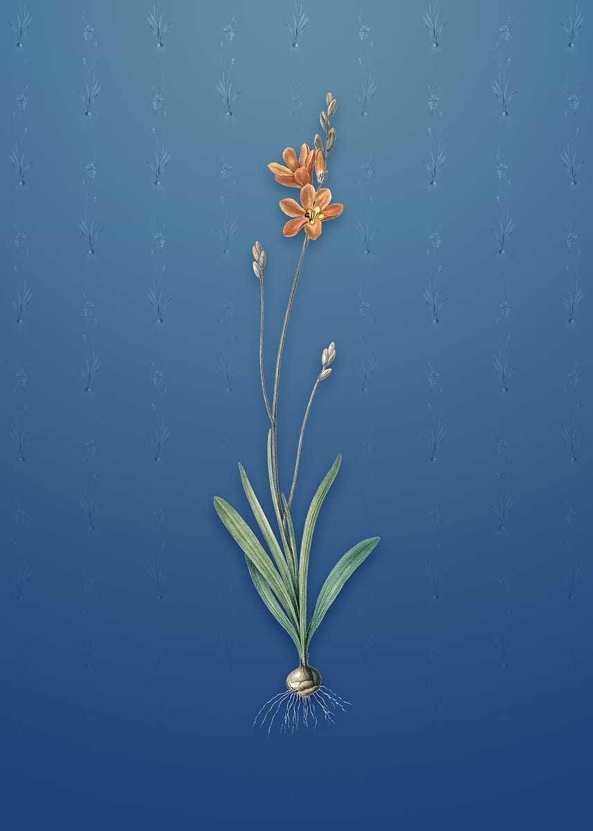 'Mossel Bay Tritonia' Poster, picture, metal print, paint by Holy Rock ...