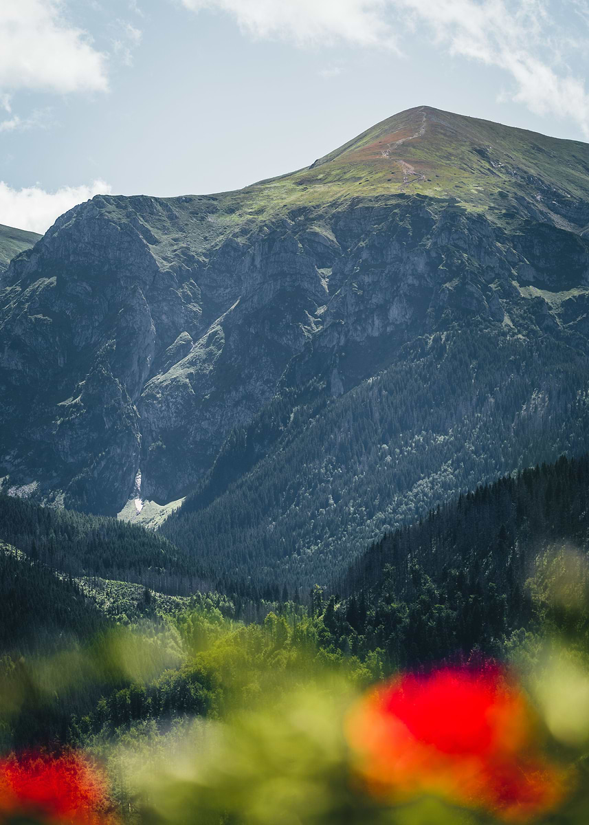 'Summer in mountains' Poster, picture, metal print, paint by Adam ...