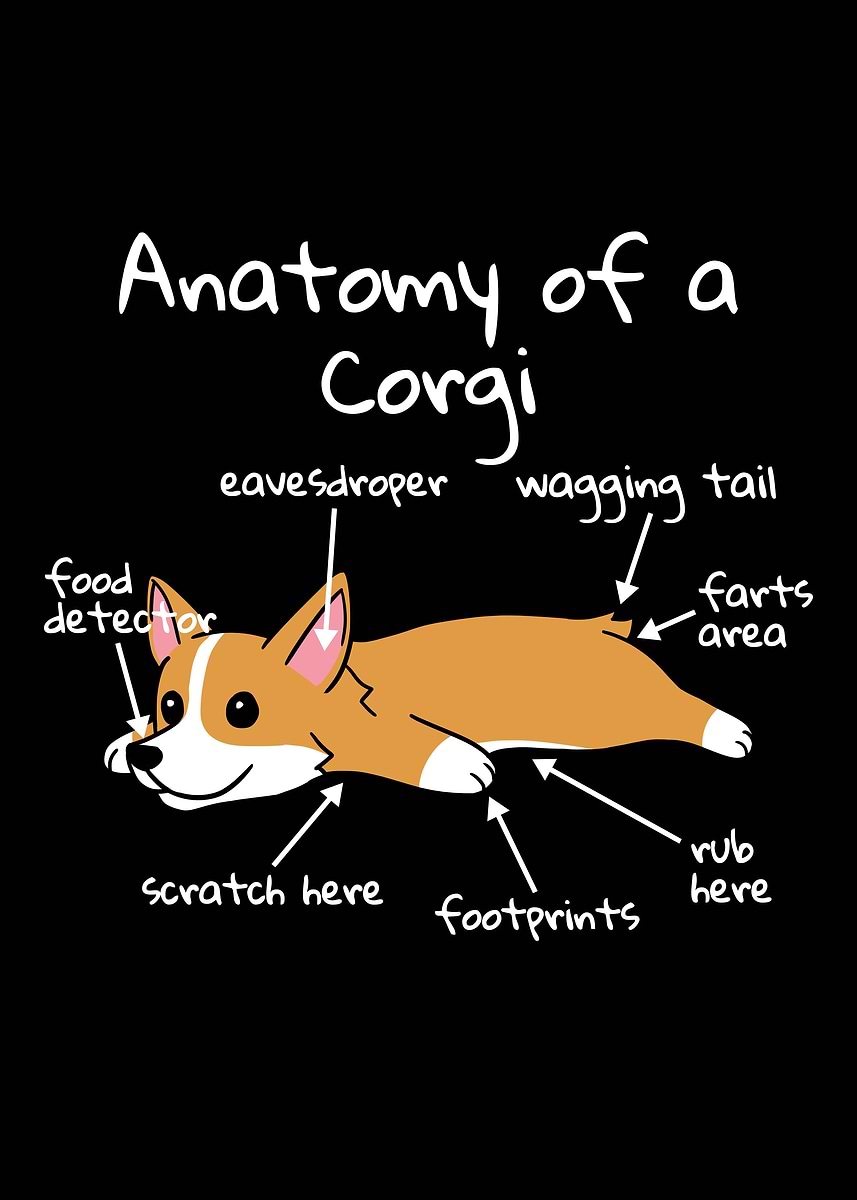 'Anatomy Of A Corgi' Poster, picture, metal print, paint by PetPrints ...