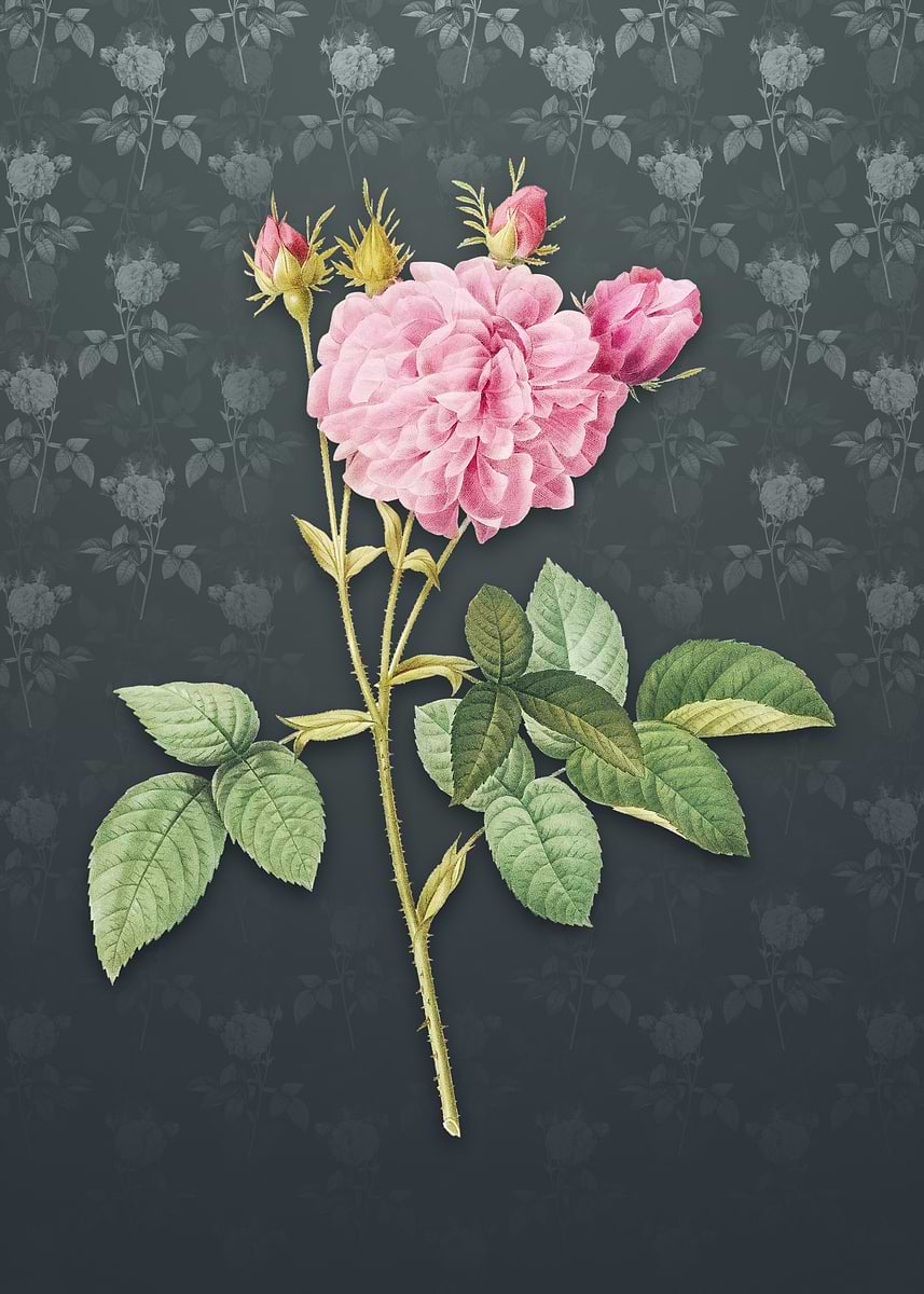 'Vintage Pink Agatha Rose' Poster, picture, metal print, paint by Holy ...