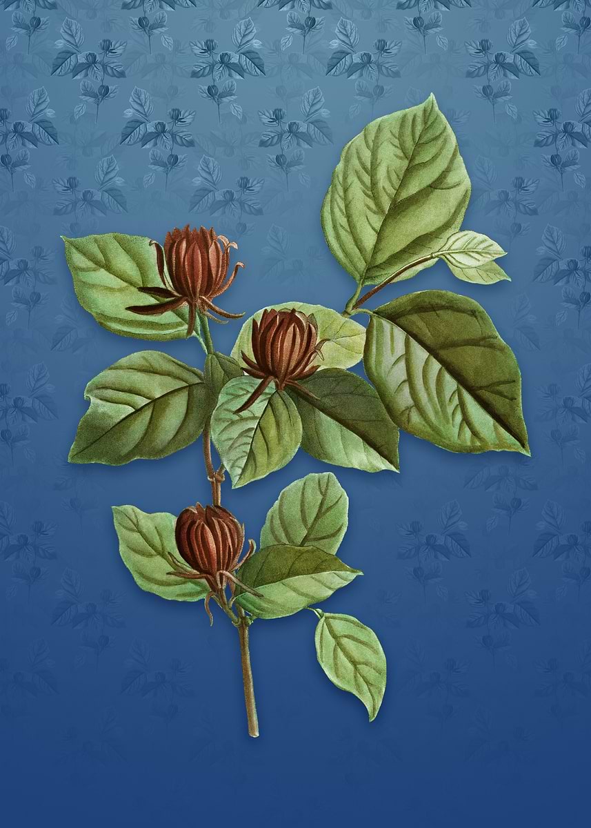 'Carolina Allspice Flower' Poster, picture, metal print, paint by Holy ...