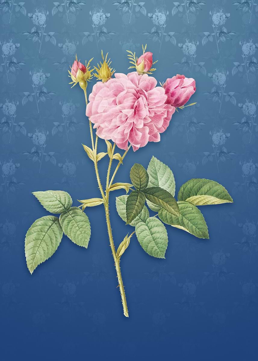 'Vintage Pink Agatha Rose' Poster, picture, metal print, paint by Holy ...
