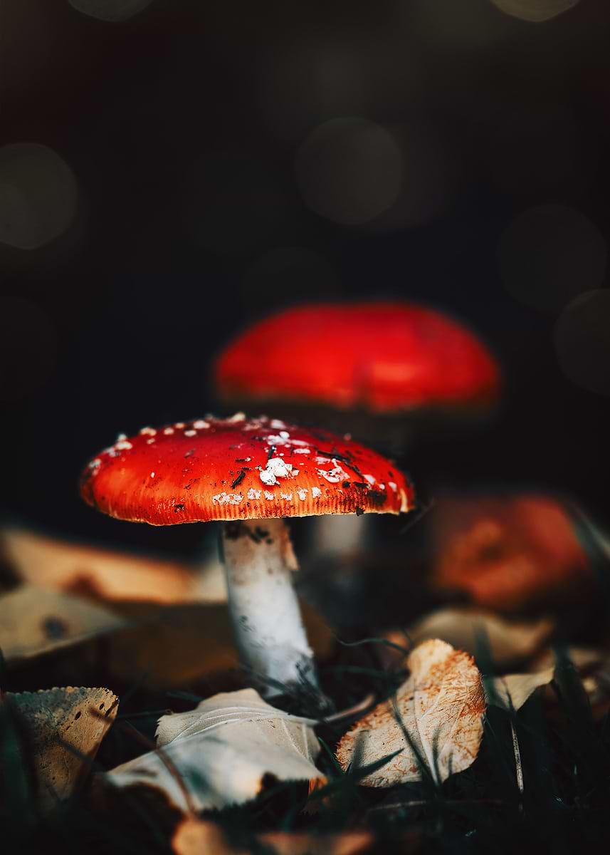 'Red mushrooms' Poster, picture, metal print, paint by Alina Zakovyrko ...