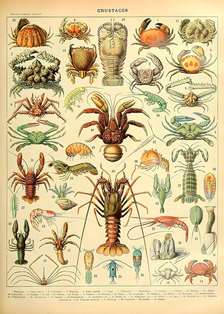 'Arthropod' Poster, picture, metal print, paint by Diamond Art | Displate