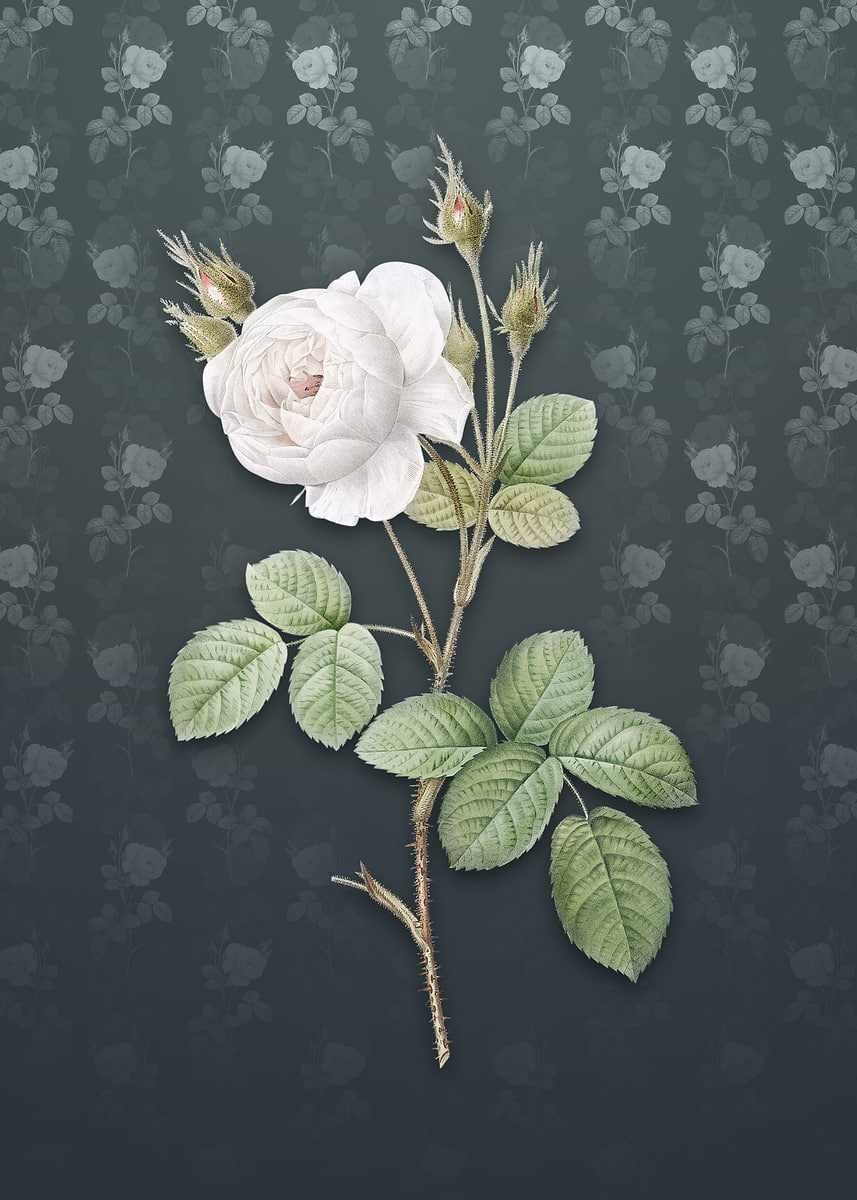 'Vintage White Misty Rose' Poster, picture, metal print, paint by Holy ...