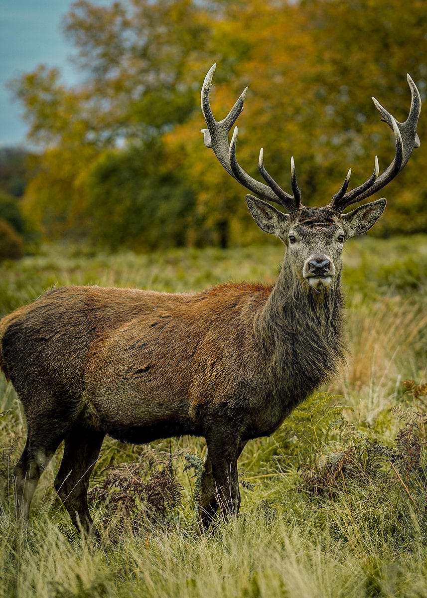 'Red Stag' Poster, picture, metal print, paint by Purple Haze | Displate