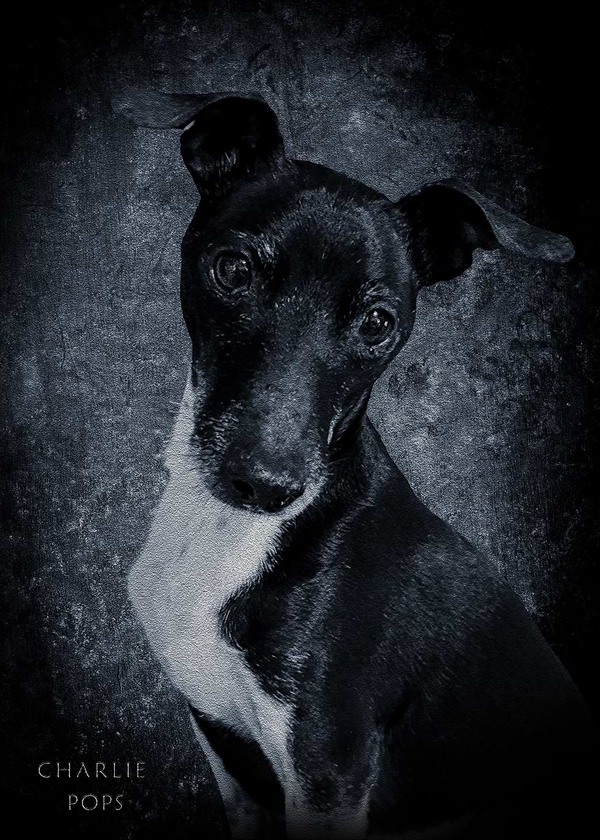 'Charlie pops' Poster, picture, metal print, paint by tricky dee | Displate