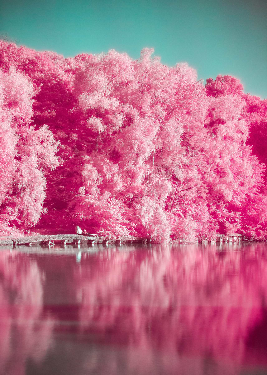 'Spectacular Pink Riverbank' Poster, picture, metal print, paint by ...