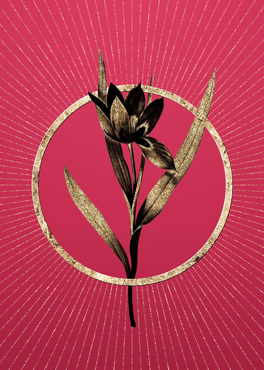 'Gold Tulipa Oculus Colis' Poster, picture, metal print, paint by Holy ...