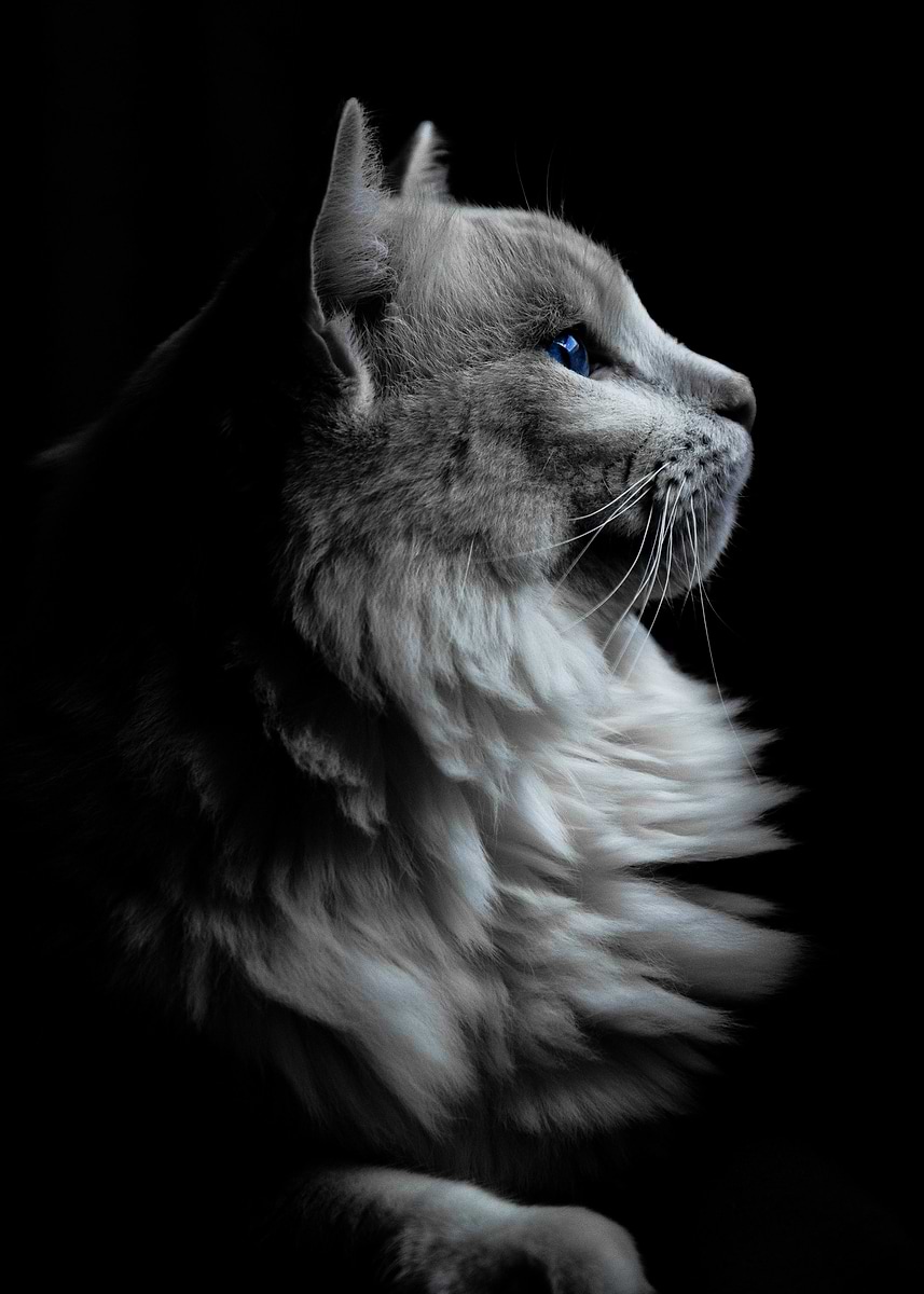 'Cat' Poster, picture, metal print, paint by Hasnaa Art | Displate
