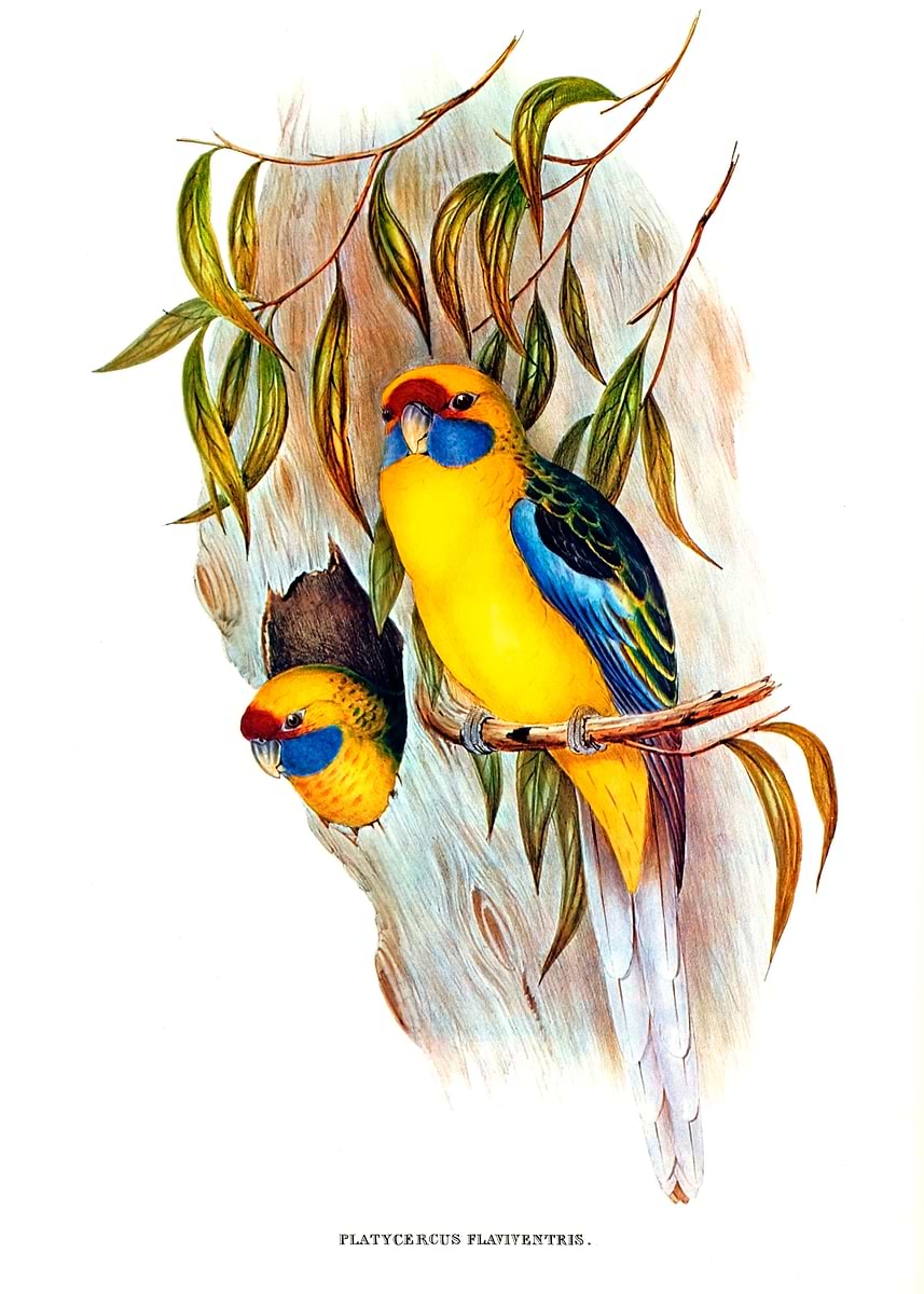 'Yellow Bellied Parakeet ' Poster, picture, metal print, paint by Mango ...