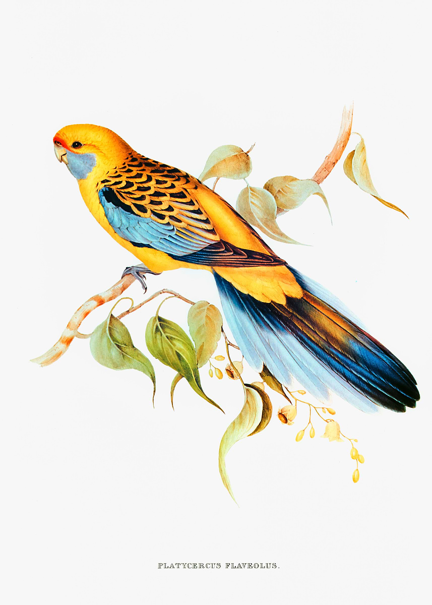 'Yellow Rumped Parakeet' Poster, picture, metal print, paint by Mango ...