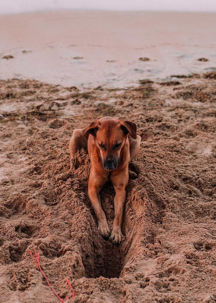 'DOG DIG' Poster, picture, metal print, paint by PRIMNEPTI LERT | Displate