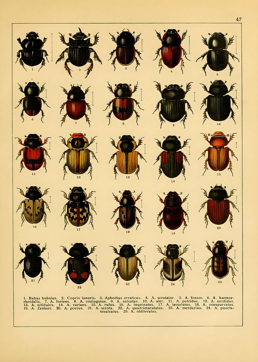 'Vintage Insect' Poster, picture, metal print, paint by Vintage ...