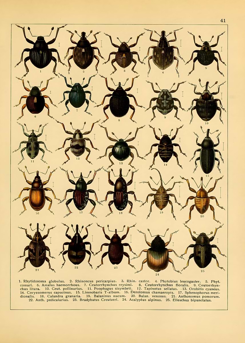 'Vintage Insect' Poster, picture, metal print, paint by Vintage ...