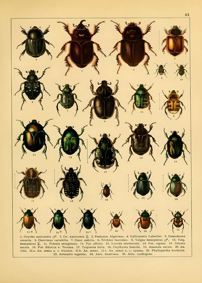 'Vintage Insect' Poster, picture, metal print, paint by Vintage ...