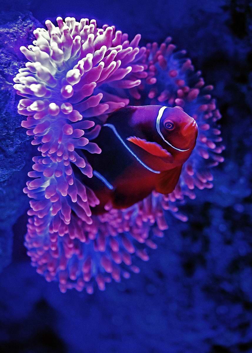 'Clownfish' Poster, picture, metal print, paint by Purple Haze | Displate