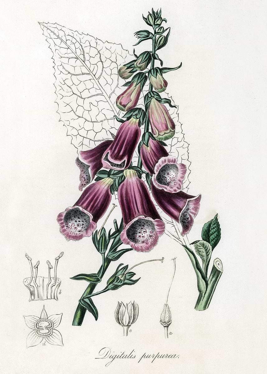 'Foxglove Illustration' Poster, picture, metal print, paint by Creative ...