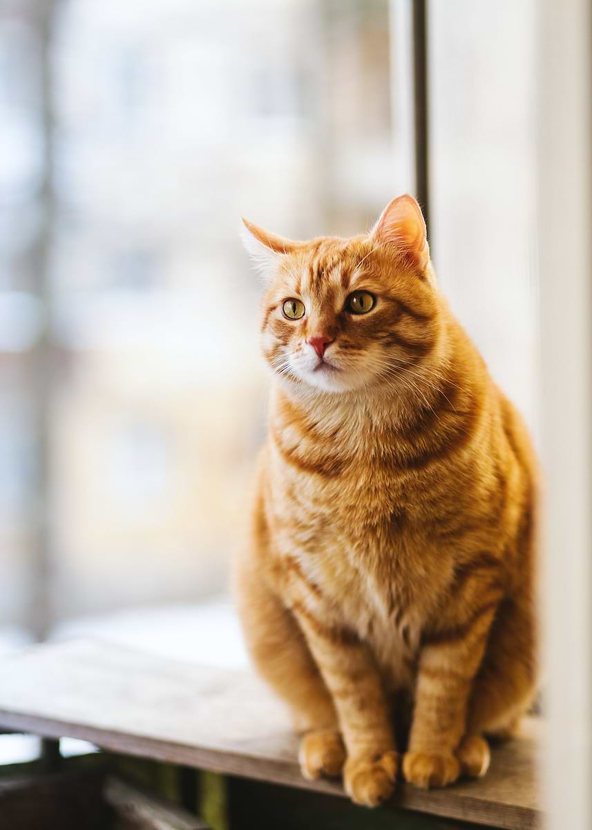 'Cute orange cat' Poster, picture, metal print, paint by Adney | Displate