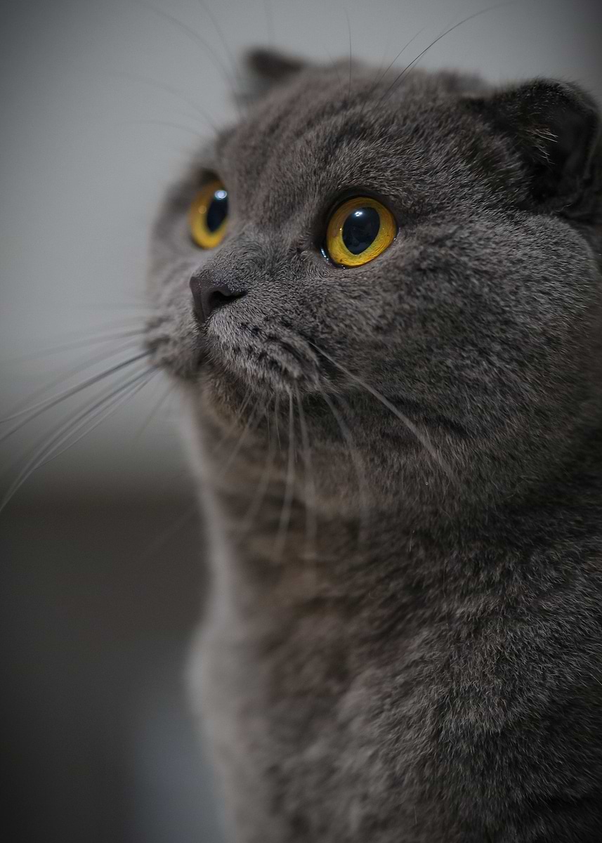 'Cute grey cat' Poster, picture, metal print, paint by Adney | Displate